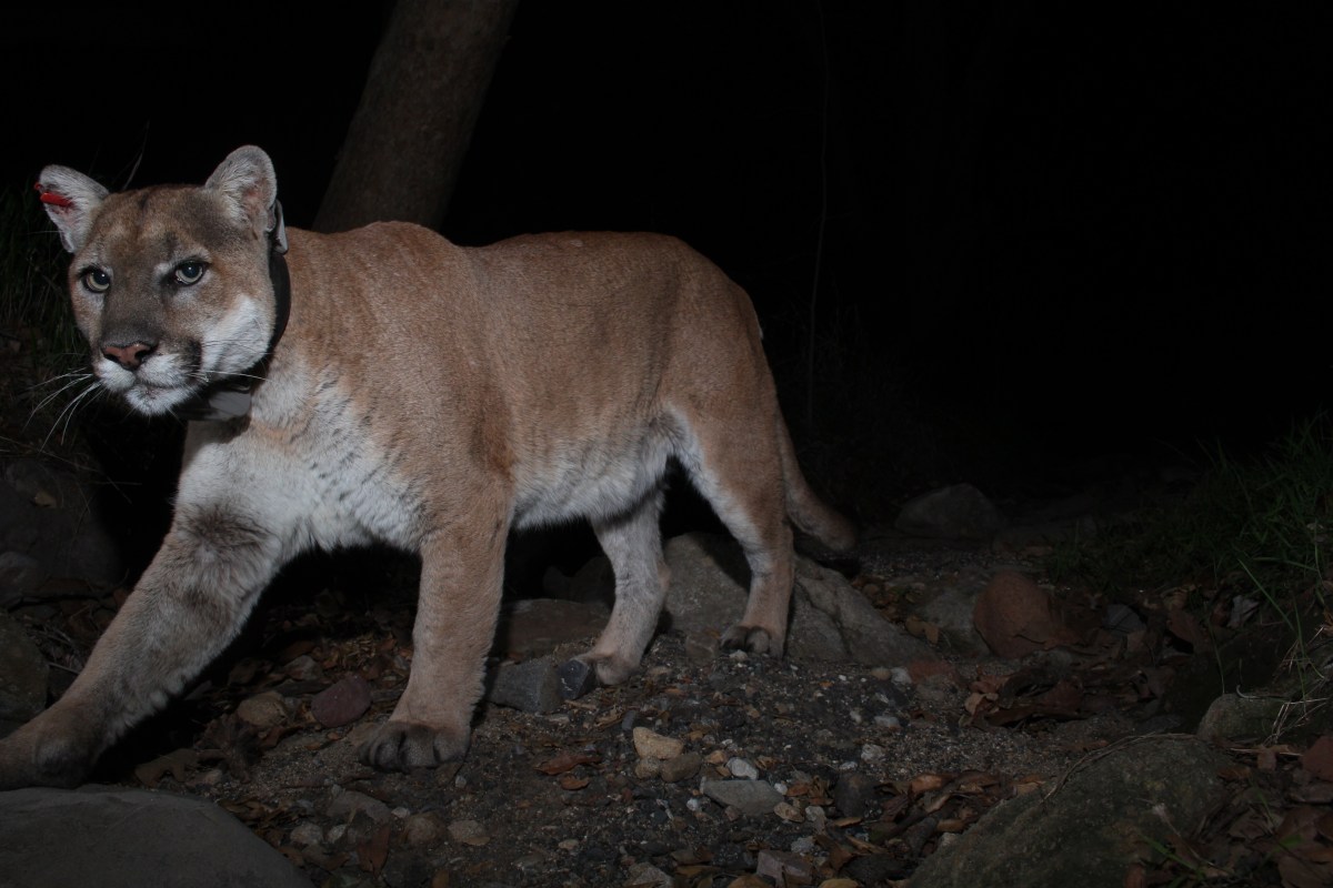 About – a documentary film about P22 mountain lion