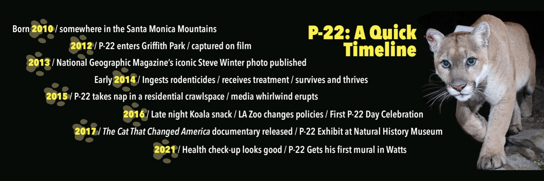 Happy 10th anniversary P22 mountain lion – a valentine to our favourite ...