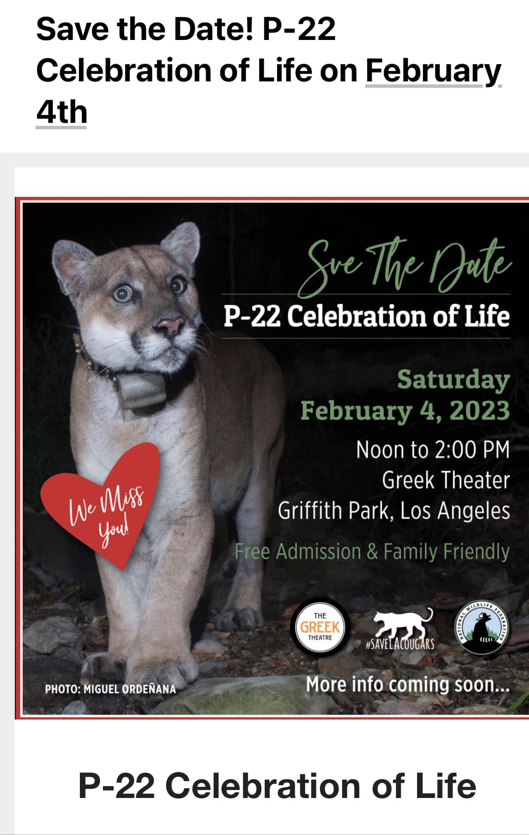 P22 Mountain Lion – A celebration of Life for 2023 – a documentary film ...